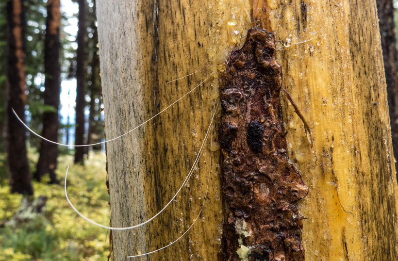 SIX TACTICS FOR EARLY SEASON ELK SUCCESS – Dave Barnett