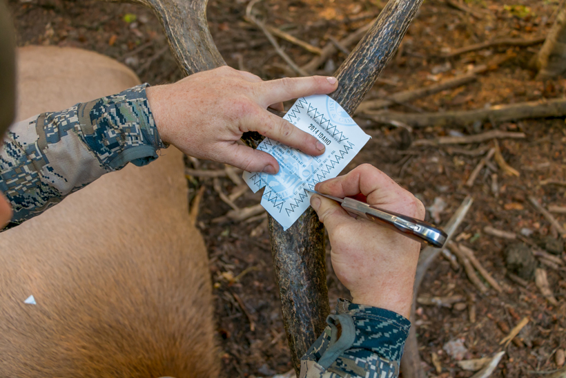 How To Locate And Hunt More Elk GoHUNT how-to-locate-and-hunt-more-elk-gohunt
