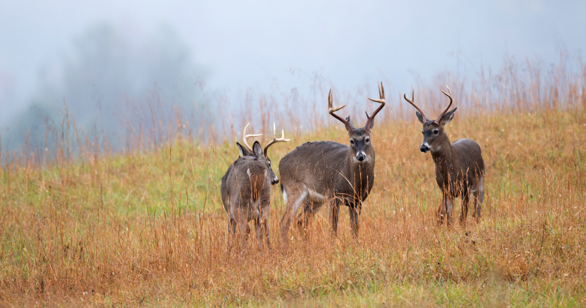 more-tags-available-for-north-dakota-deer-gohunt