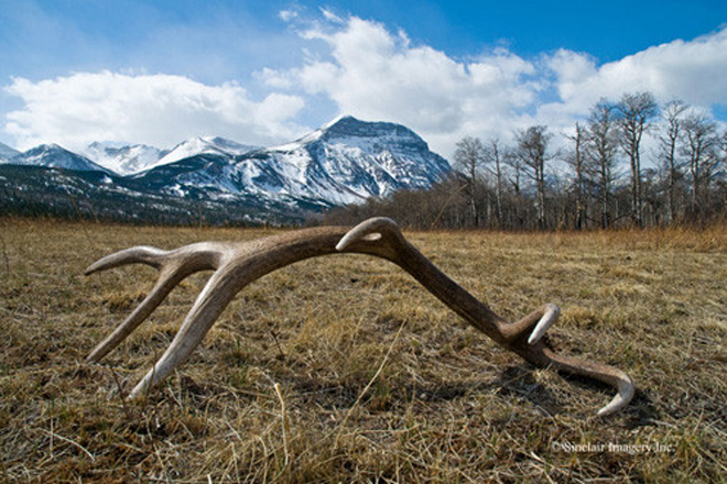 Insanely awesome elk shed antler photos | goHUNT