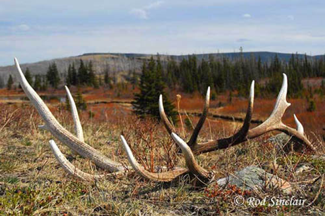 Insanely awesome elk shed antler photos | goHUNT