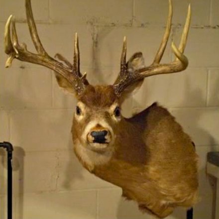 Worst taxidermy | goHUNT