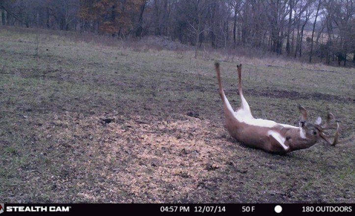 Crazy Trail Camera Photos - Trail Cam Pictures| goHUNT