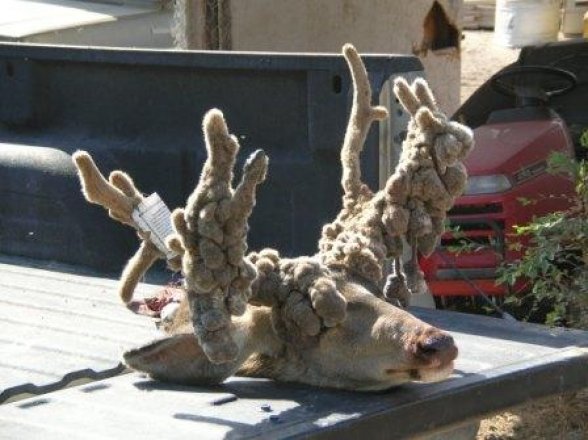 Unbelievably large and unique cactus bucks | goHUNT