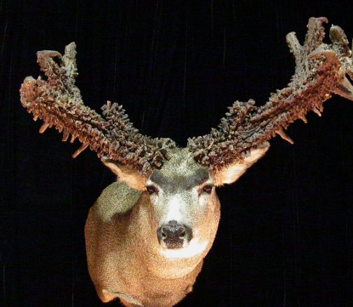 Unbelievably large and unique cactus bucks | goHUNT