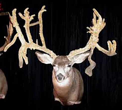 Unbelievably large and unique cactus bucks | goHUNT