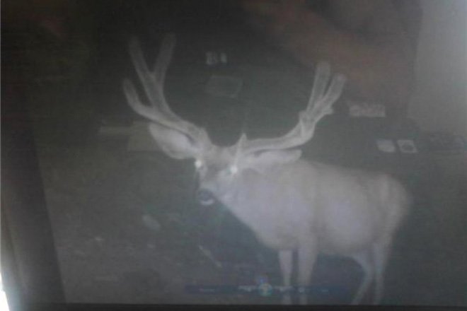 Awesome mule deer caught on trail camera | goHUNT