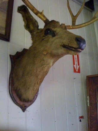 Worst taxidermy | goHUNT