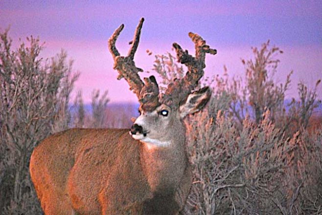Unbelievably large and unique cactus bucks | goHUNT