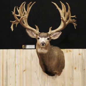 World Record Mule Deer